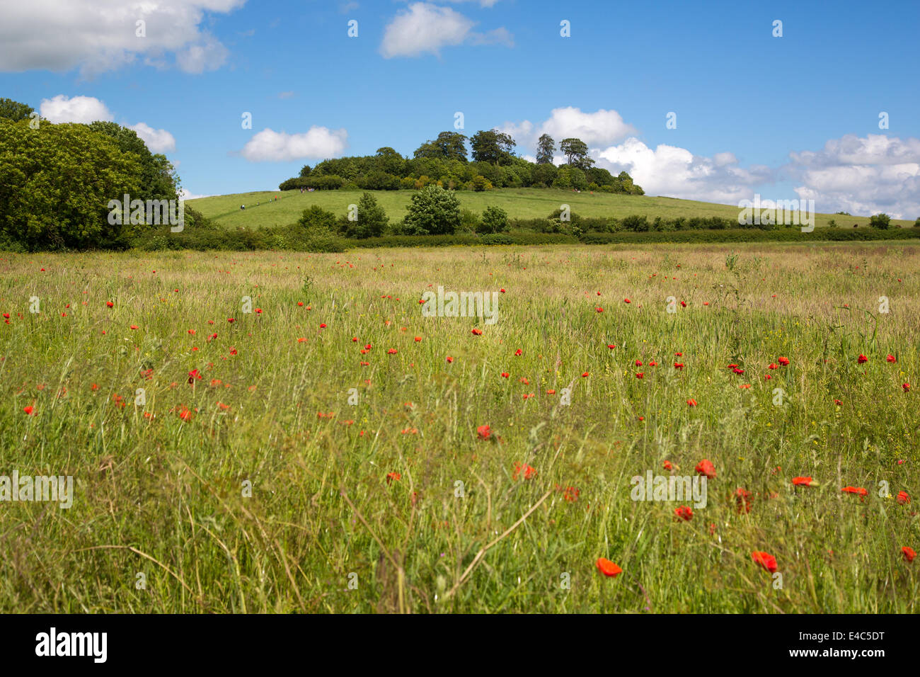 Wittenham clumps hi-res stock photography and images - Alamy