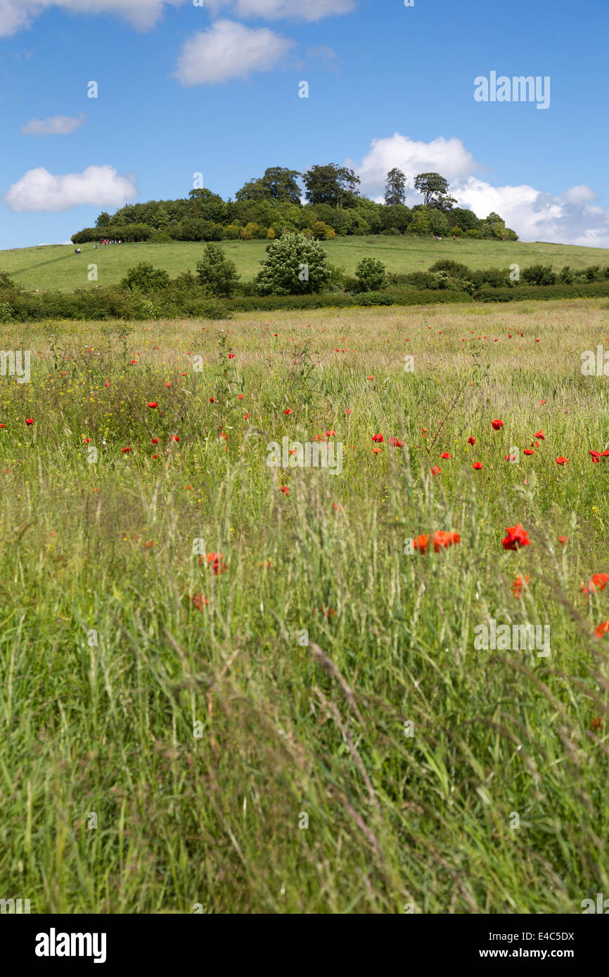 Wittenham clumps oxfordshire hi-res stock photography and images - Alamy