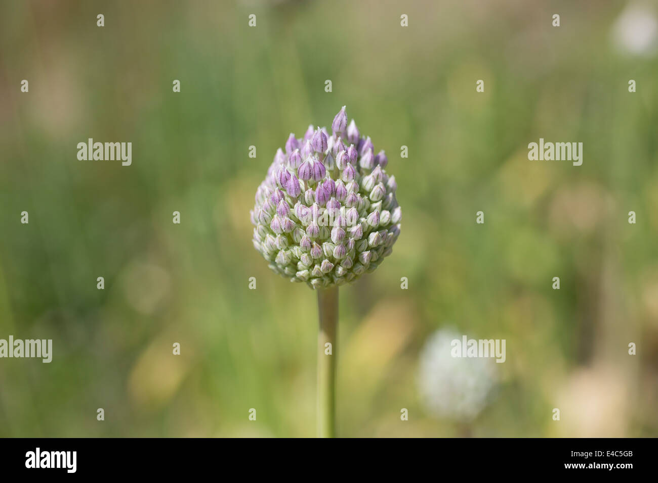 Garlic plant hi-res stock photography and images - Alamy