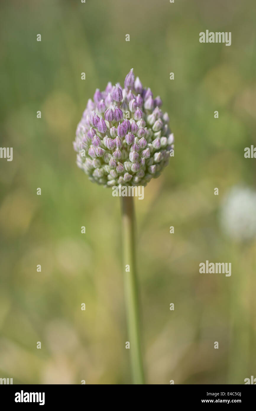 Garlic plant hi-res stock photography and images - Alamy