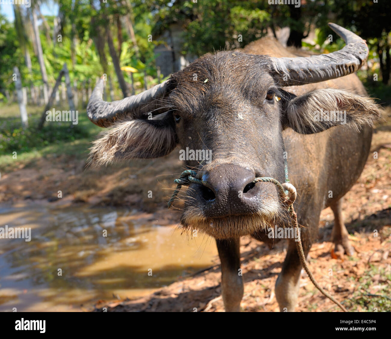 Cambodia water buffalo hi-res stock photography and images - Alamy