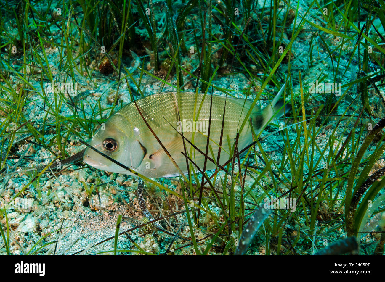 Sargos, Diplodus sargus, in sea grass, Posidonia oceanica, Gökova Bay ...