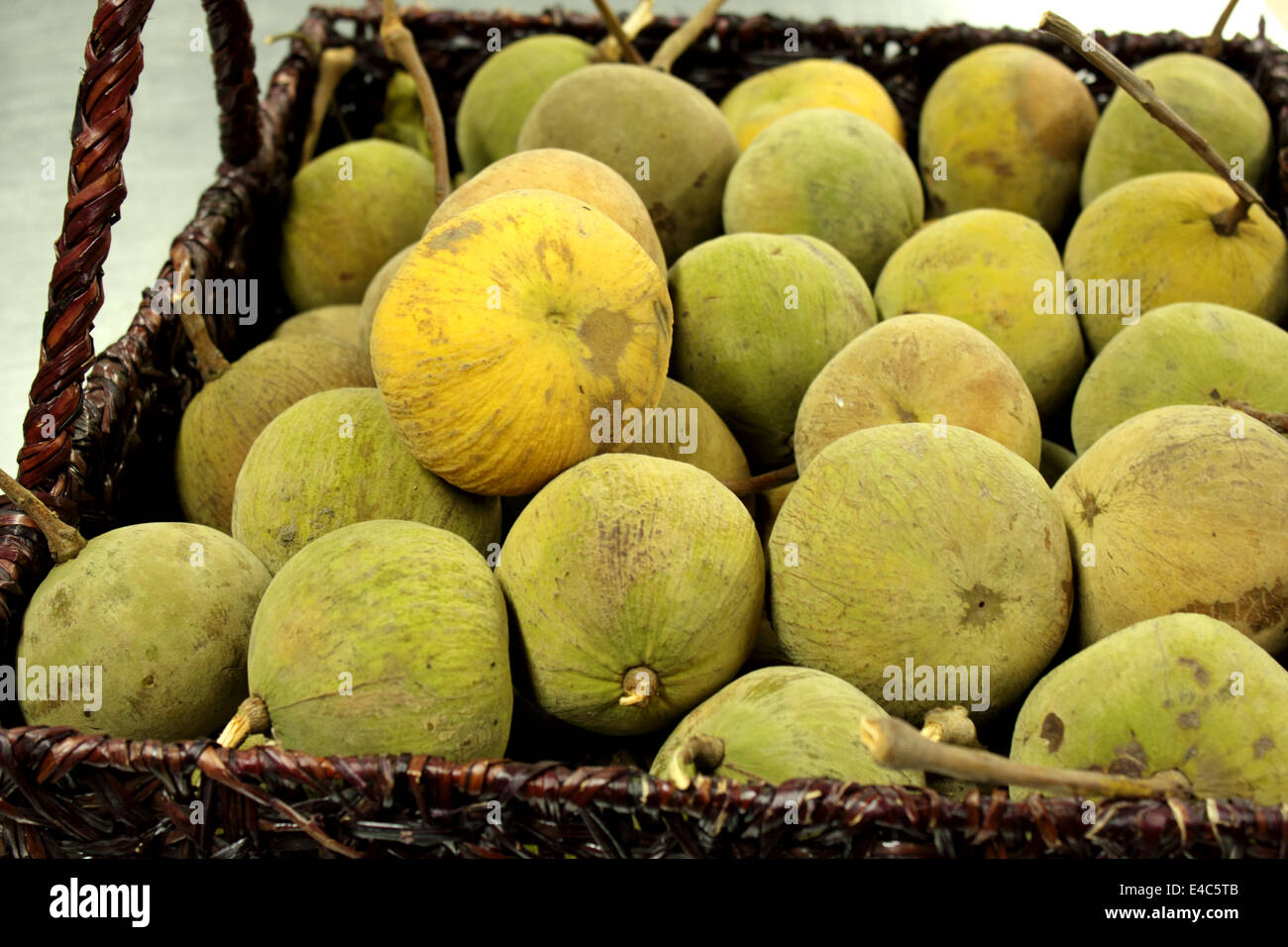 Thick shell hi-res stock photography and images - Alamy