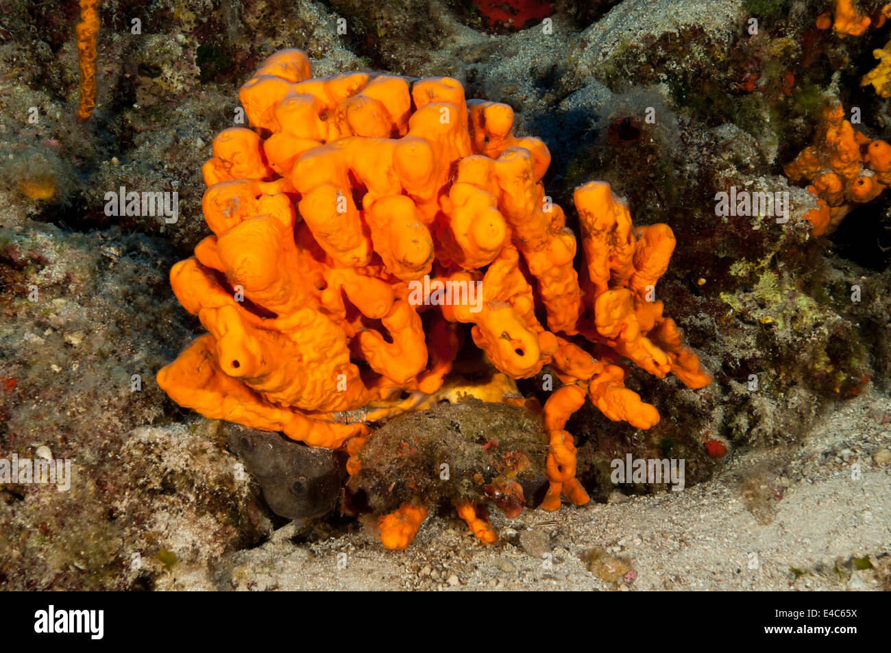 Sponge, Agelas oroides, Gökova Bay Turkey Stock Photo - Alamy