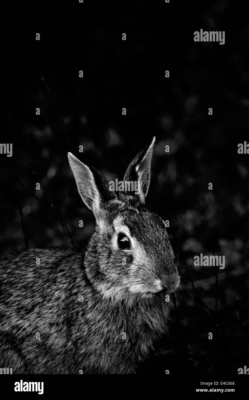 Curiosity symbol Black and White Stock Photos & Images - Alamy