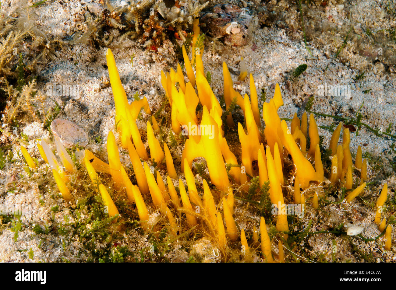 Sponge, Ciocalypta carbolloi, Gökova Bay Turkey Stock Photo - Alamy