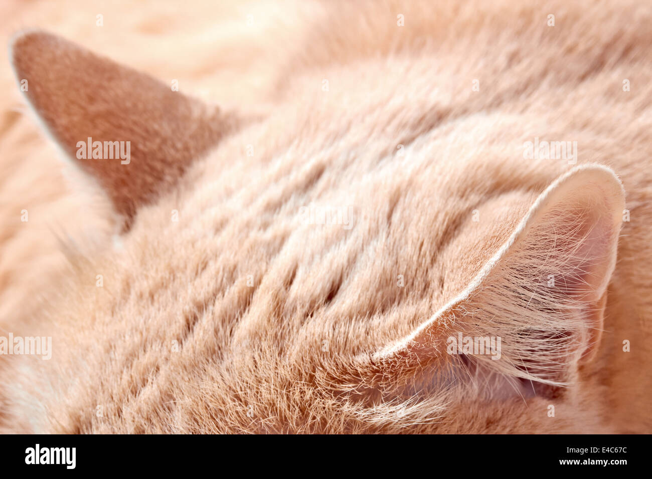 Cat’s ears close up hi-res stock photography and images - Alamy