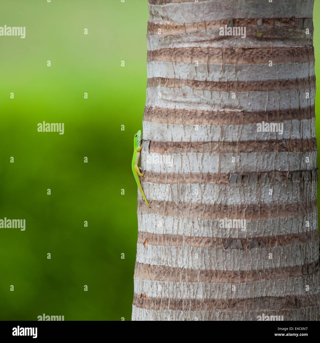 green lizard on a palm trunk Stock Photo - Alamy