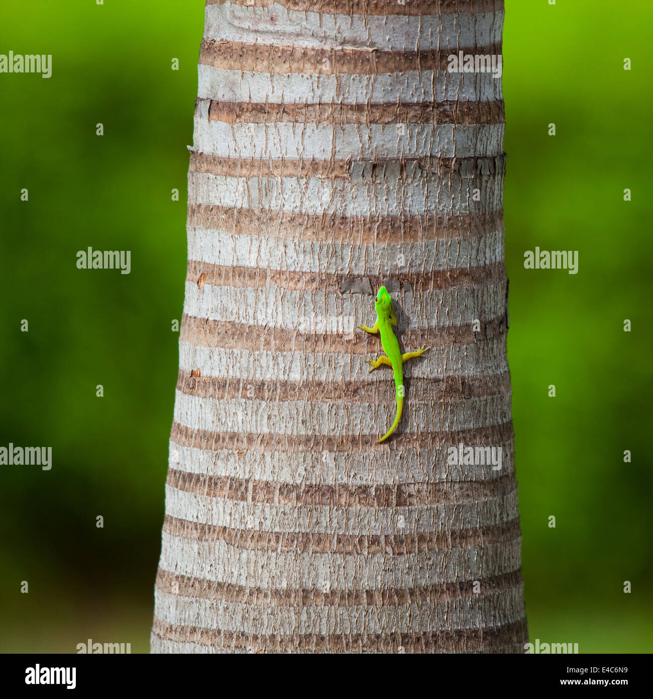 green lizard on a palm trunk Stock Photo - Alamy