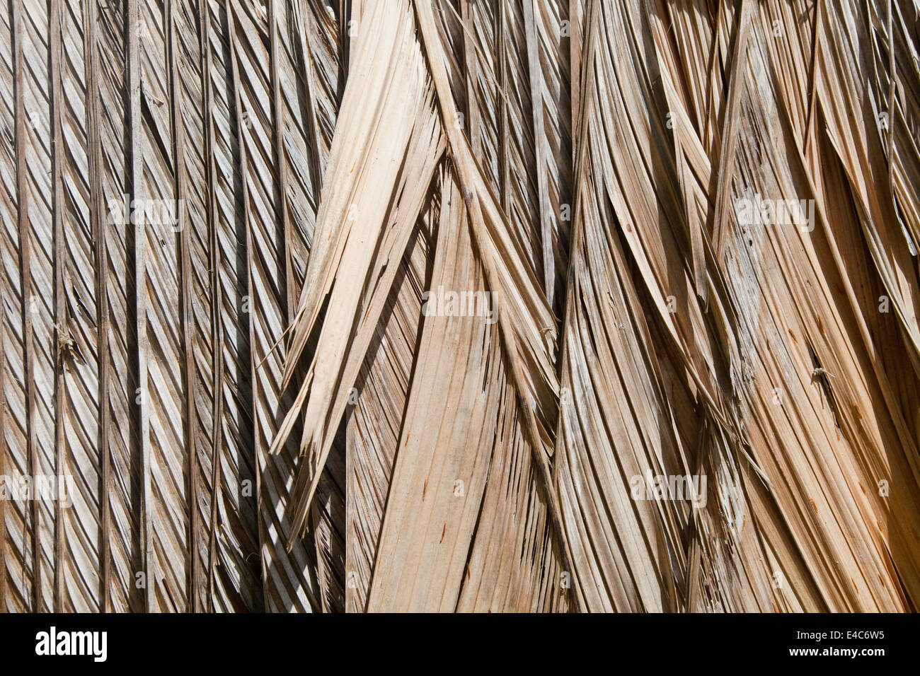 Cross section stem palm tree hi-res stock photography and images - Alamy