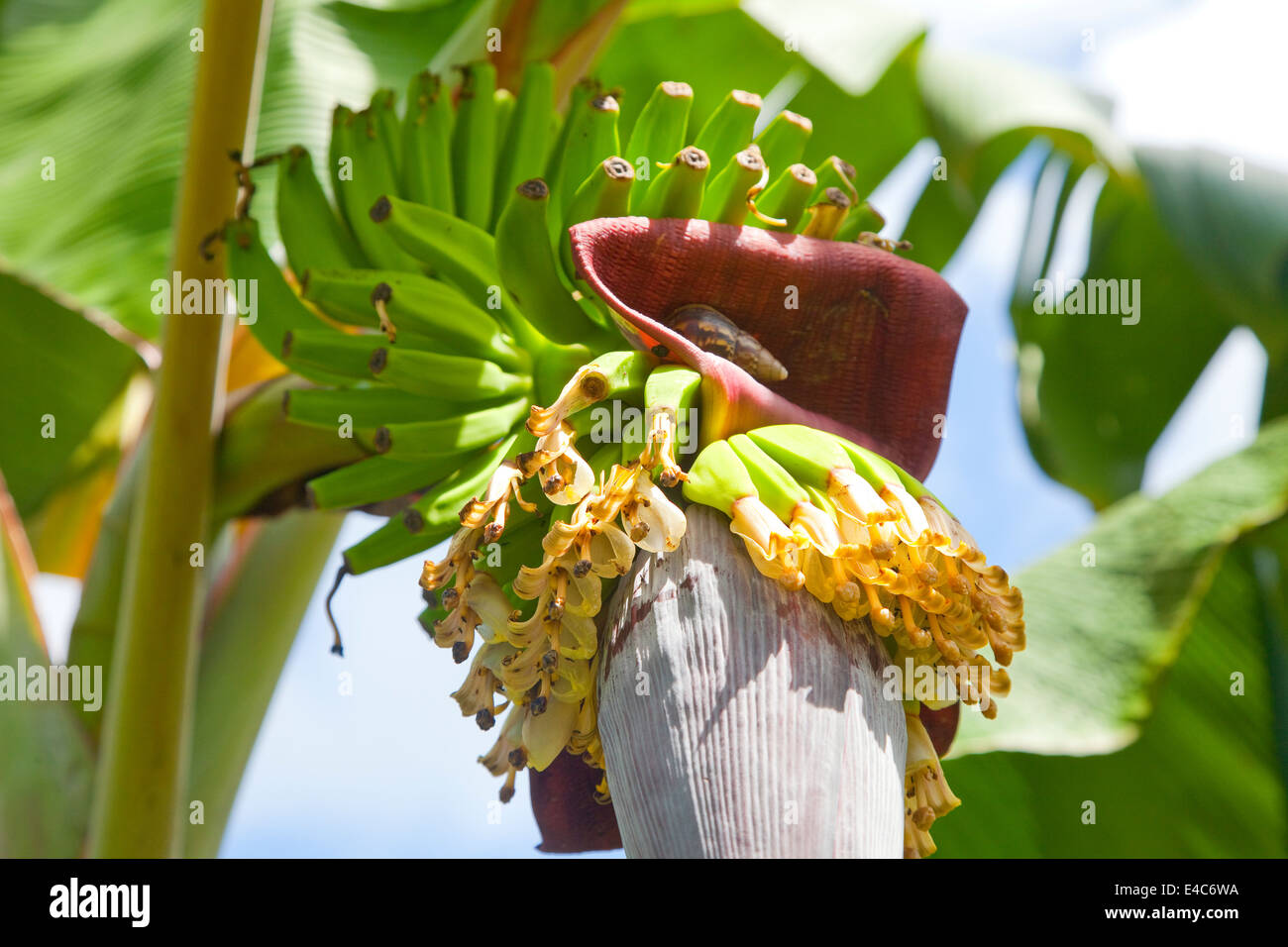 banana blossom and fruits Stock Photo - Alamy