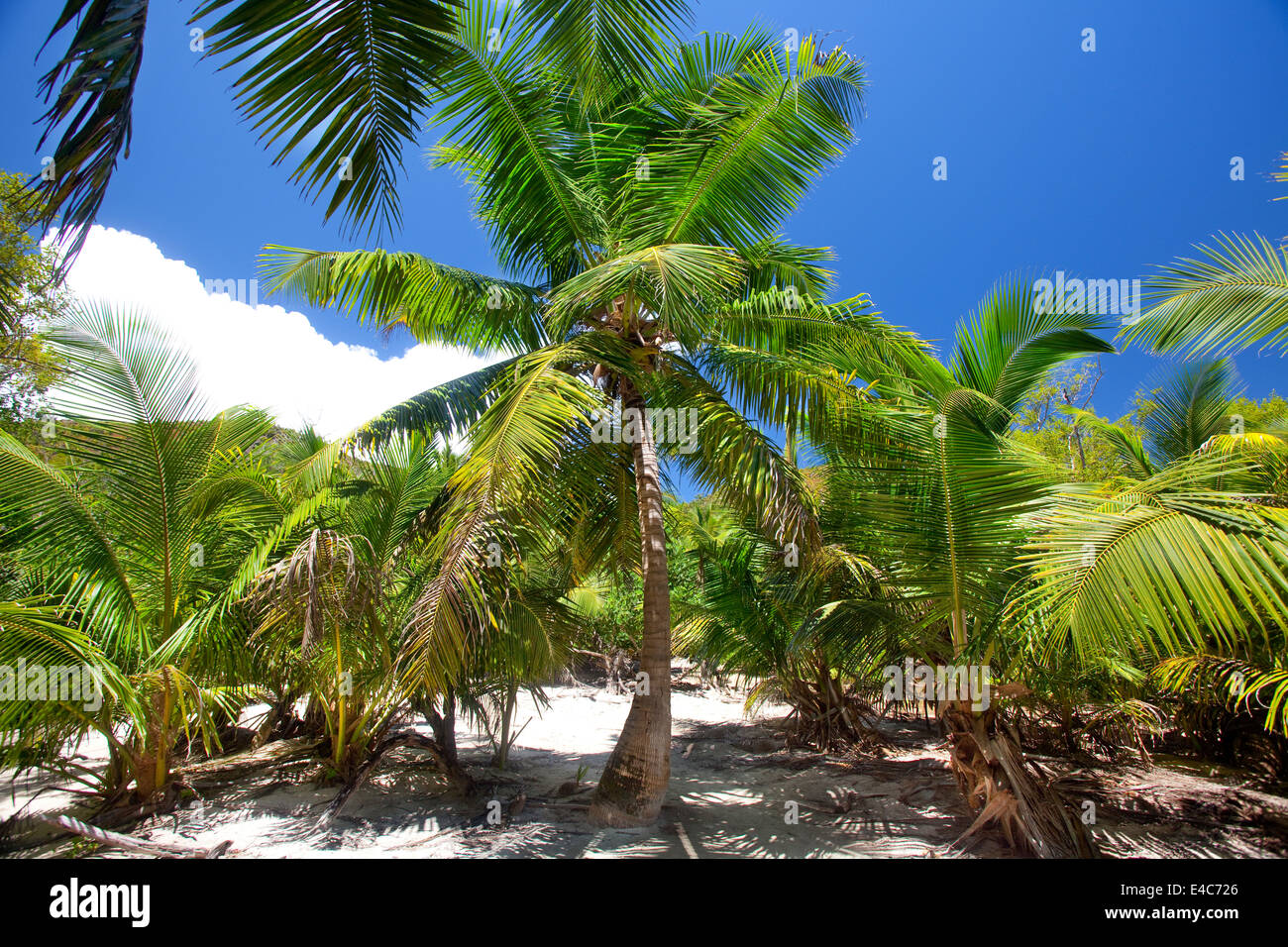 tropical landscape with palm trees Stock Photo - Alamy