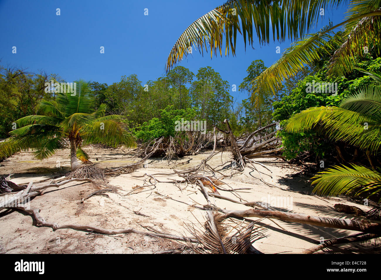 tropical landscape with palm trees Stock Photo - Alamy