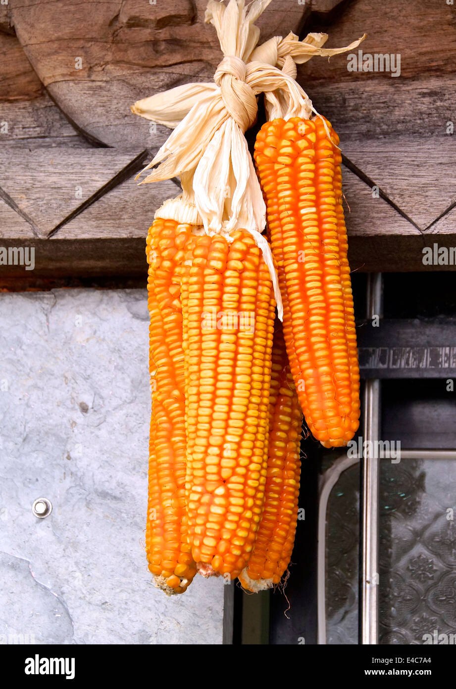 The cluster of corn hanging to dry in a aboriginal village Stock Photo ...
