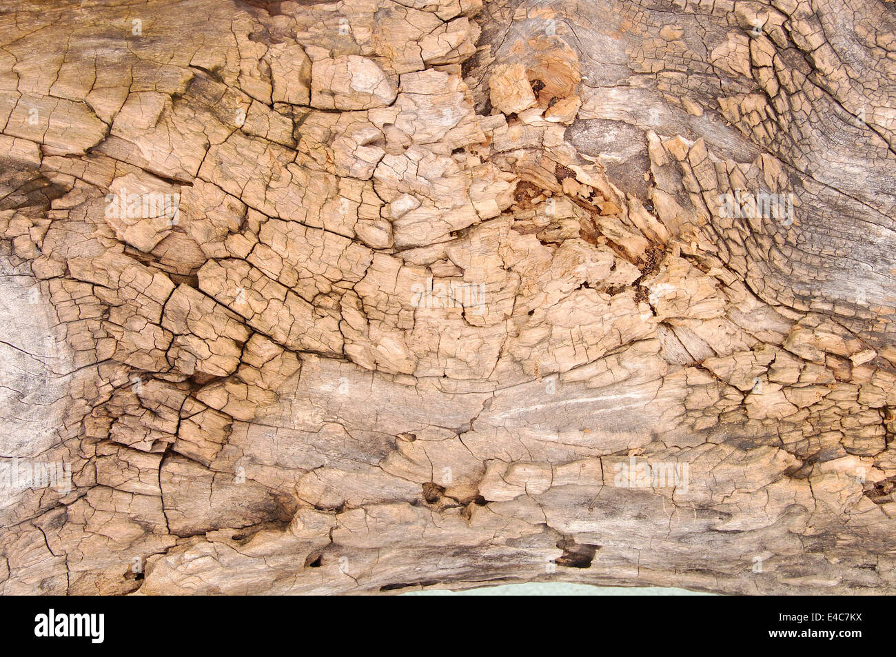 Weathered tree bark with cracks on closeup Stock Photo - Alamy