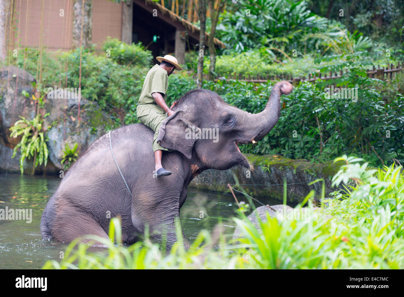 South East Asia, Singapore, Singapore zoo, Elephant (Elephas maximus ...