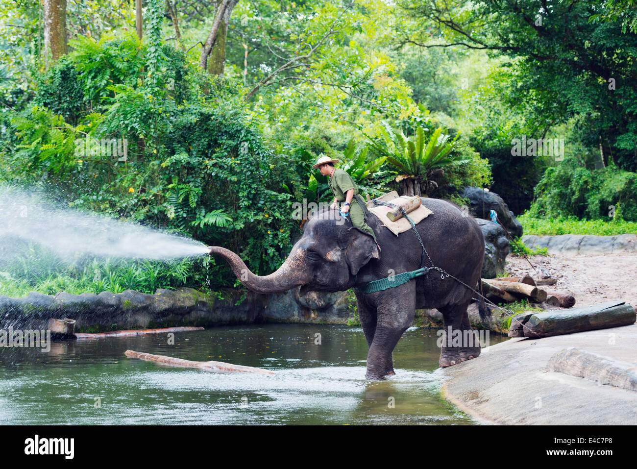 South East Asia, Singapore, Singapore zoo, Elephant (Elephas maximus ...