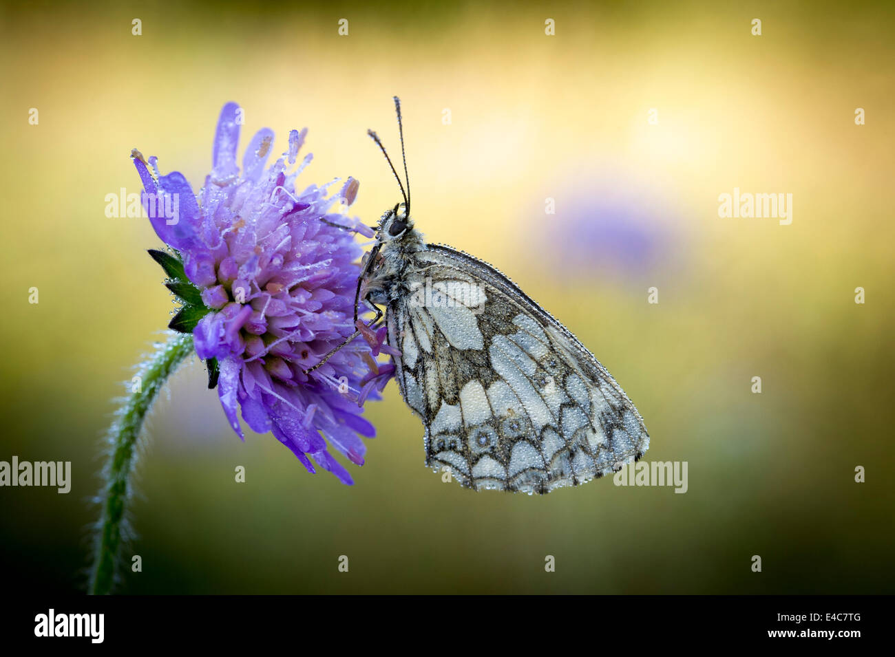 Butterfly closed wings hi-res stock photography and images - Alamy