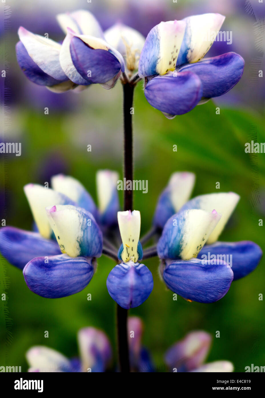 Lupine colors hi-res stock photography and images - Alamy