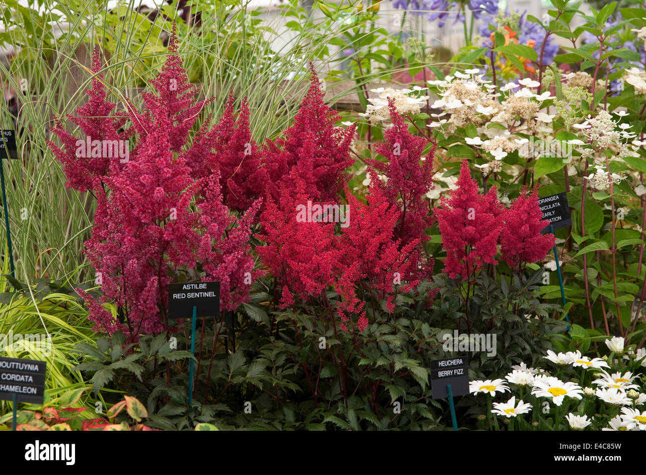 Hampton Court, UK. 8th July, 2014. Astilbe Red Sentinel on display in ...