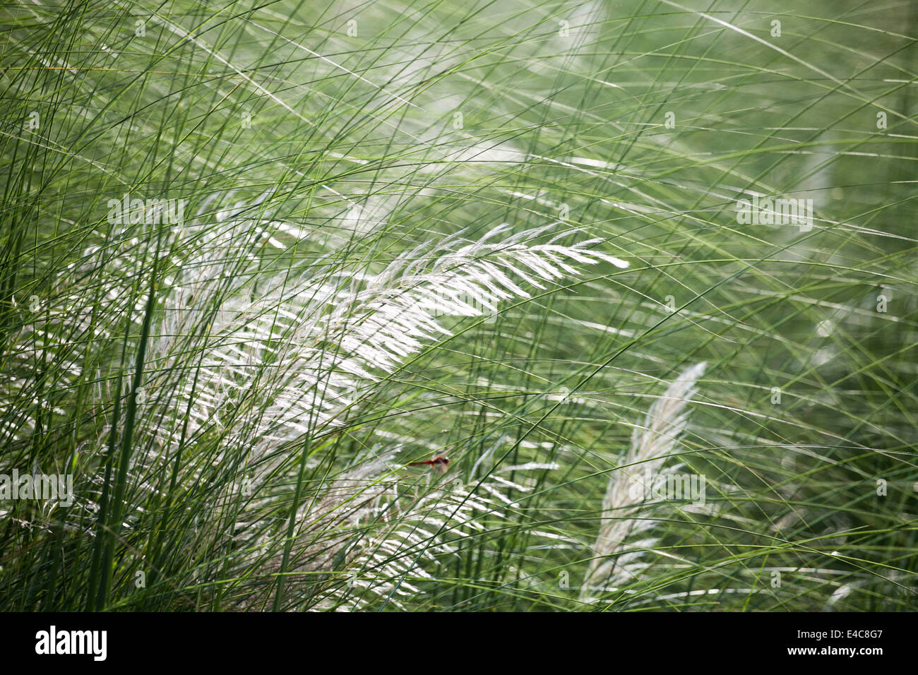 Kash flower hi-res stock photography and images - Alamy