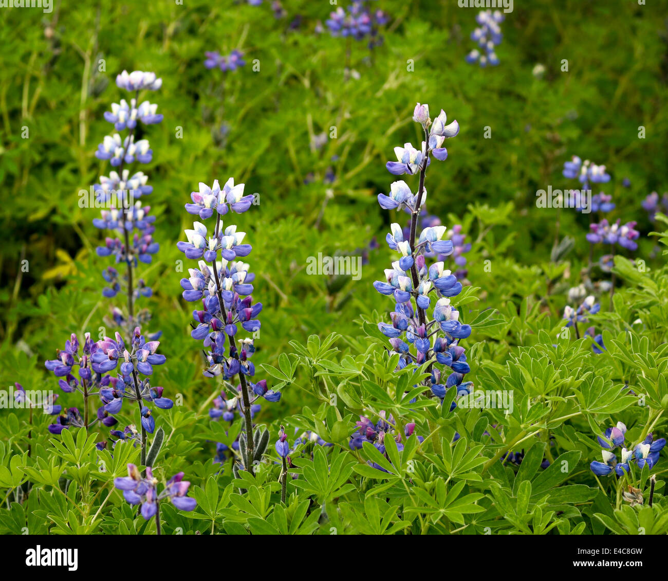 Lupin leave hi-res stock photography and images - Alamy