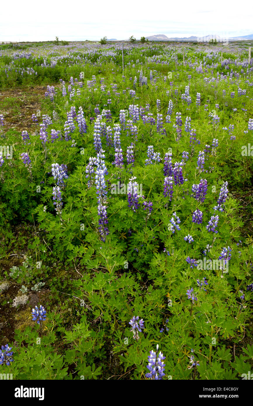 Purple lupin fields hi-res stock photography and images - Alamy