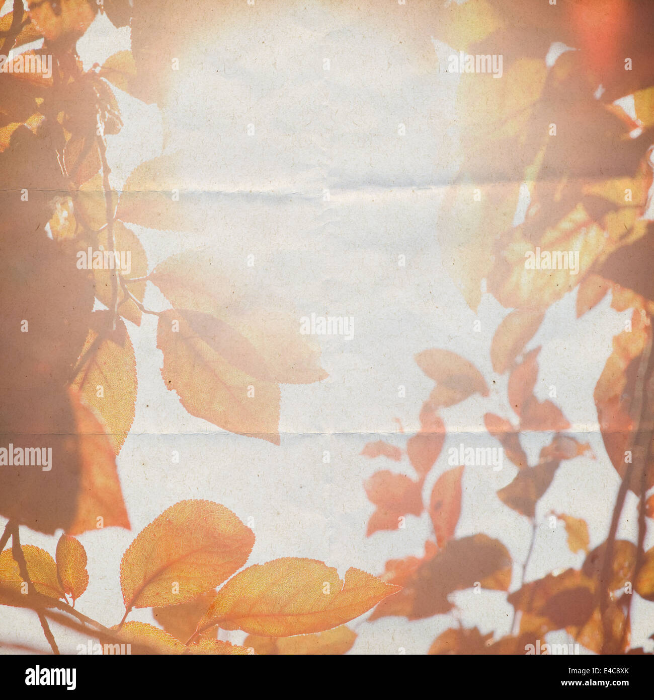 Nature Background with maple leaves Stock Photo - Alamy