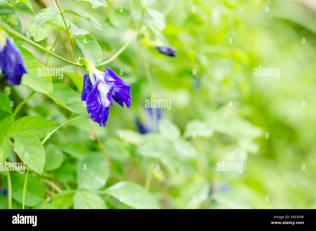 Asian pigeonwings violet purple color flowers in the nature Stock Photo ...