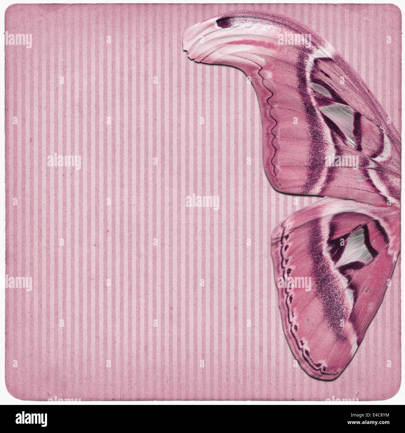 Butterfly wing background Stock Photo - Alamy