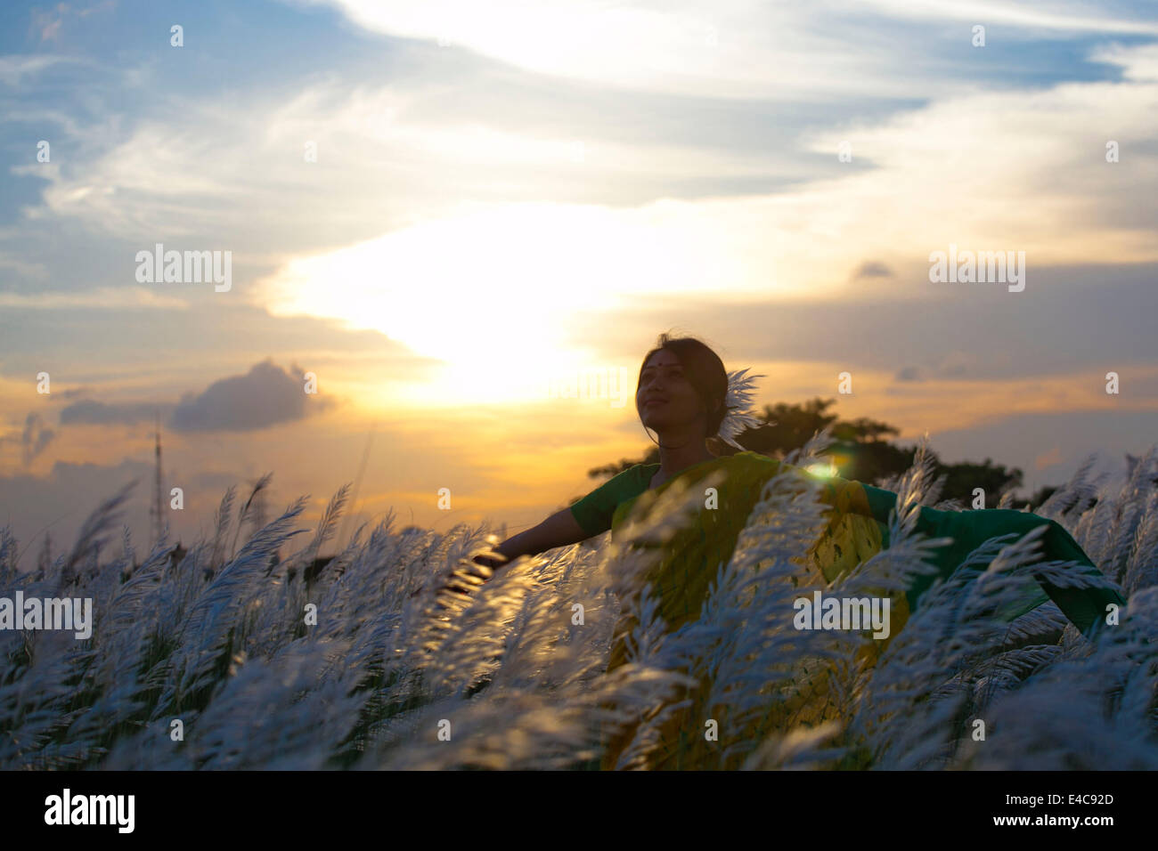 Kash flower in bangladesh hi-res stock photography and images - Alamy