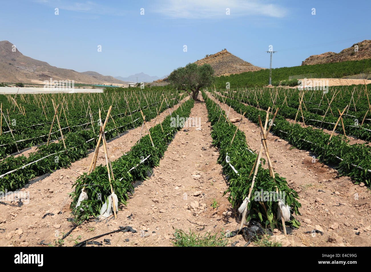 Green pepper plantation hi-res stock photography and images - Alamy