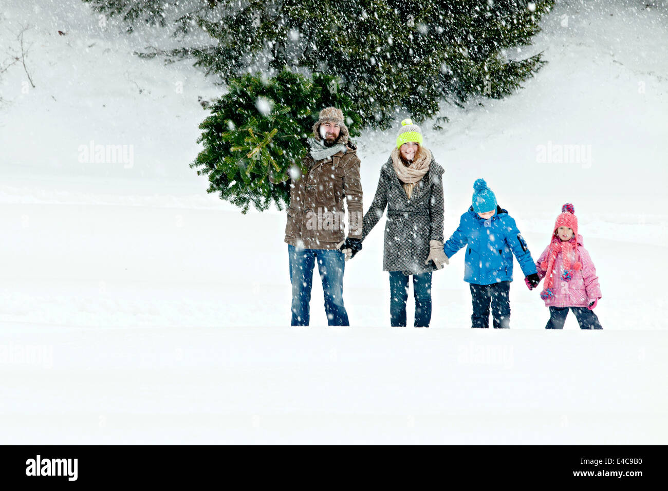 Family carries Christmas tree in snow-covered landscape, Bavarian Alps ...