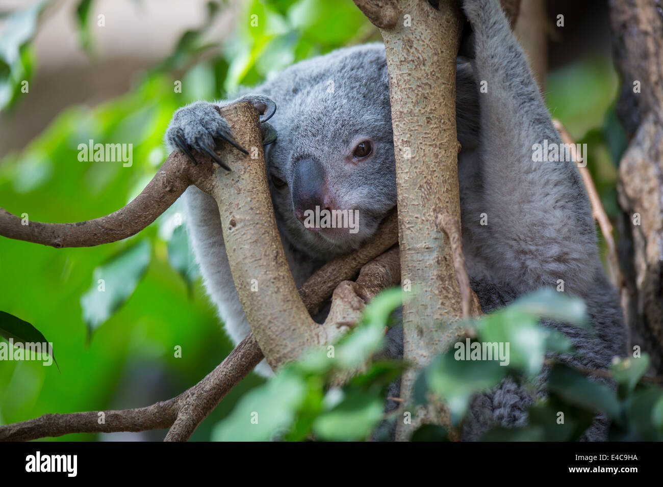 Koala on a tree with bush green background Stock Photo - Alamy