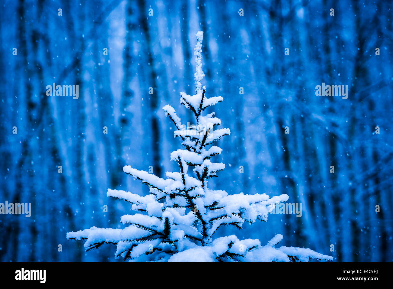 Winter Snow Trees Night