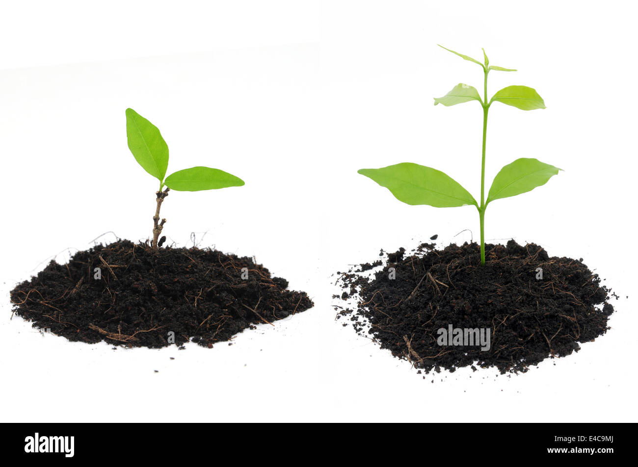 Seedling on white background Stock Photo - Alamy