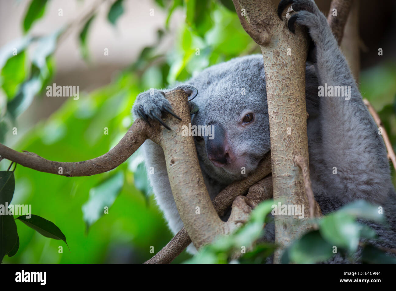 Koala on a tree with bush green background Stock Photo - Alamy