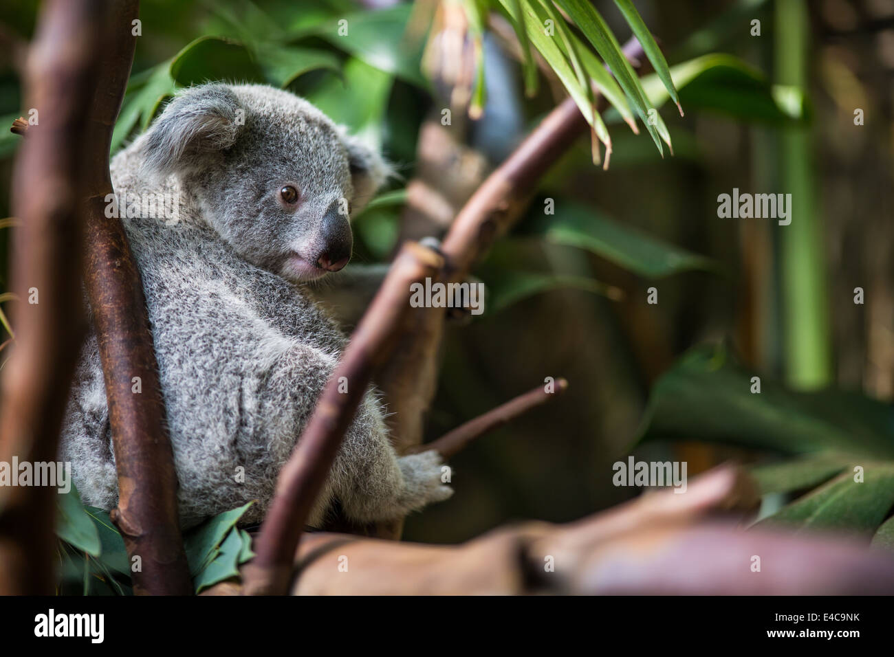 Koala on a tree with bush green background Stock Photo - Alamy
