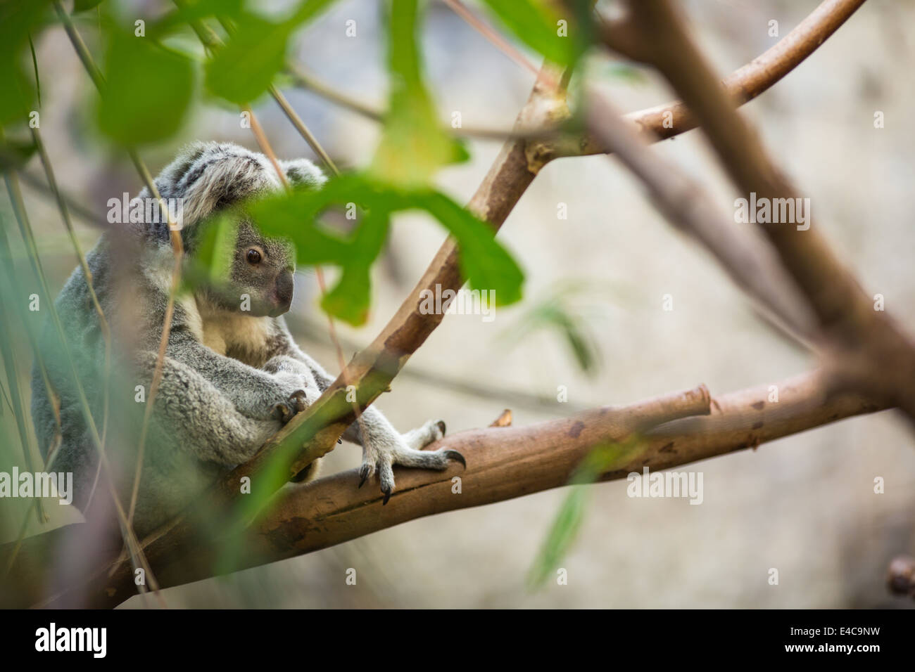 Koala on a tree with bush green background Stock Photo - Alamy
