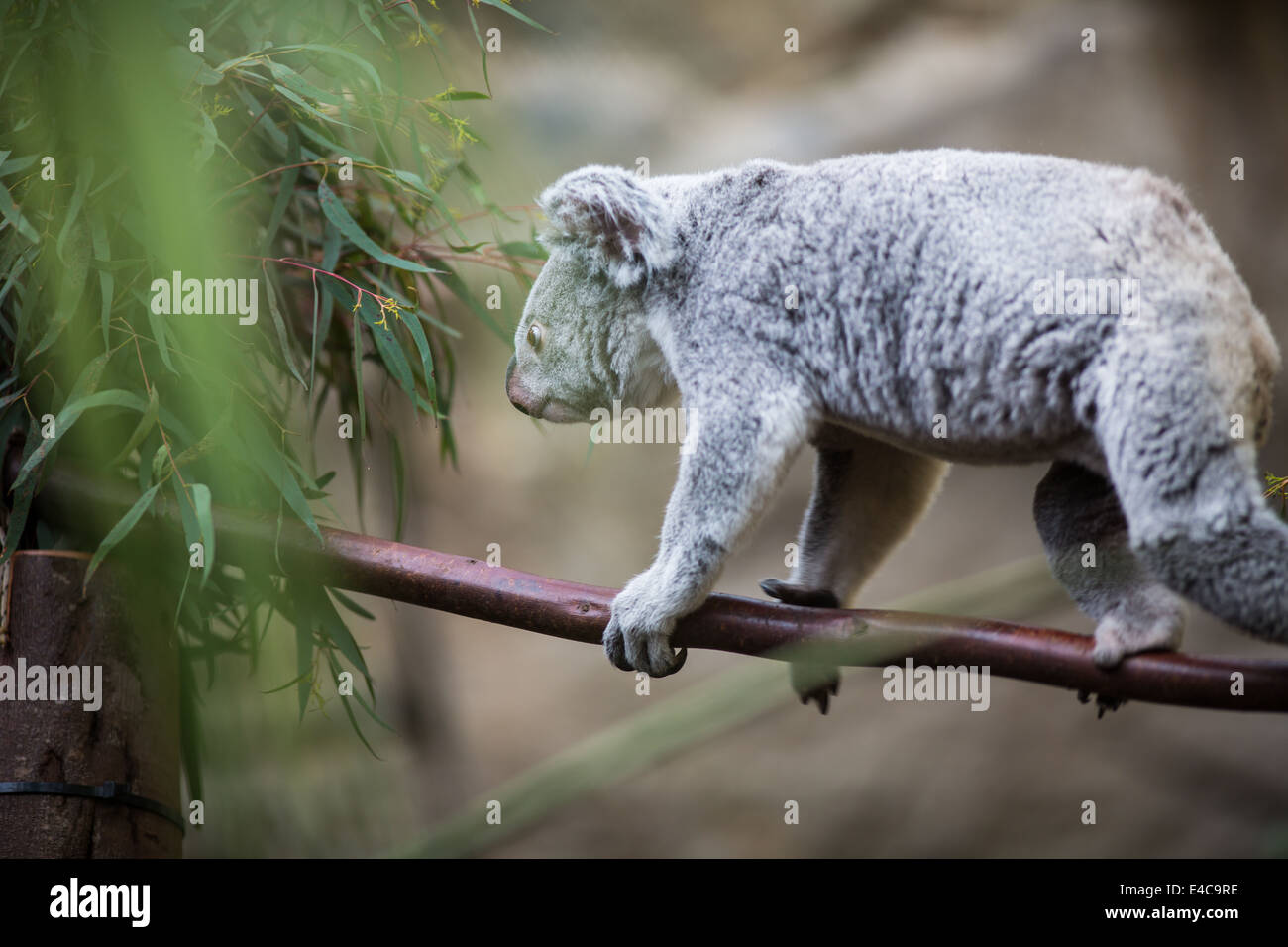 Koala on a tree with bush green background Stock Photo - Alamy
