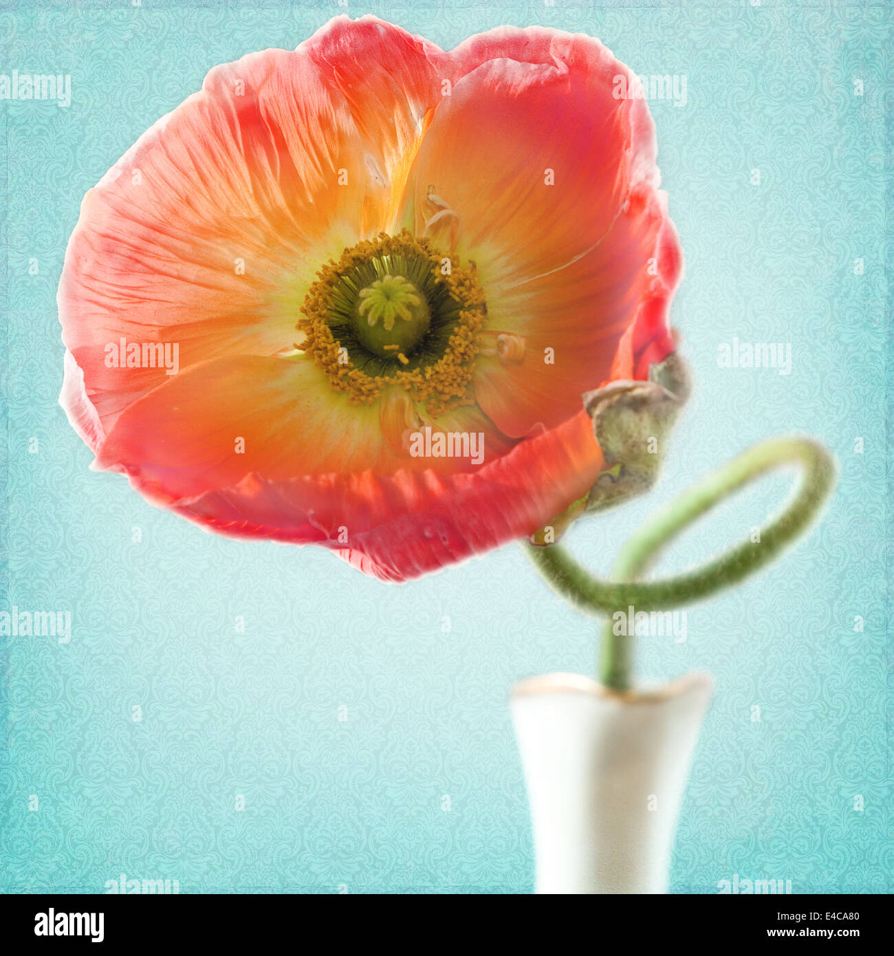 Shabby Chic Background with poppy Stock Photo - Alamy