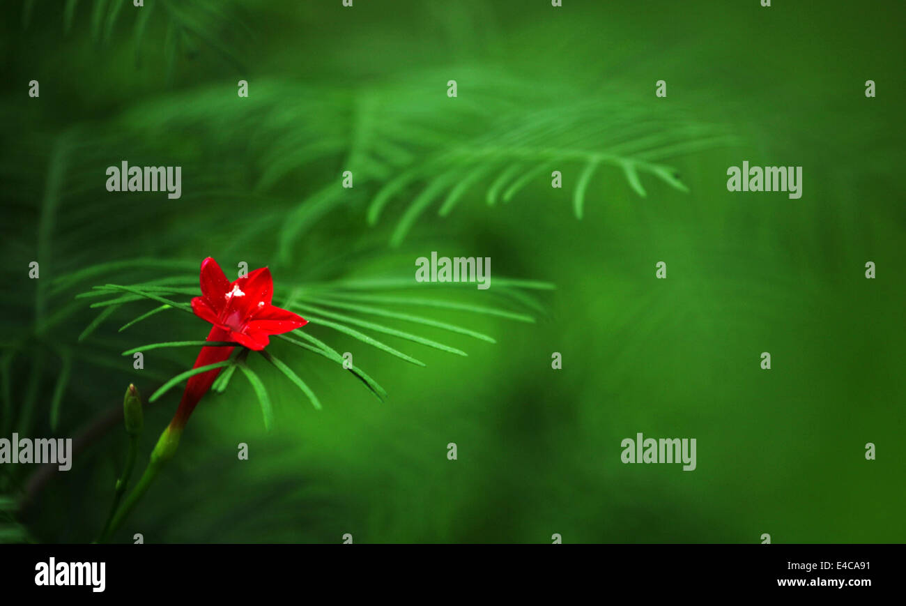 red flower in green background Stock Photo - Alamy