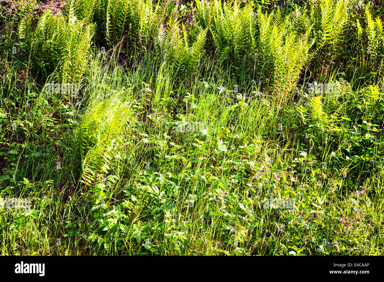 Grass with fern background hi-res stock photography and images - Alamy
