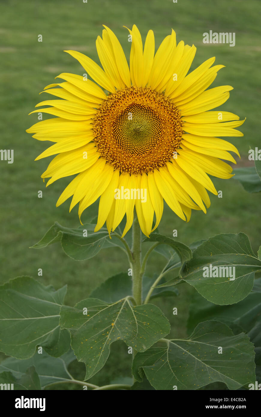 Single sunflower in garden Stock Photo - Alamy