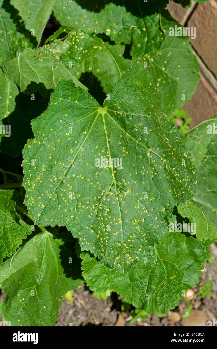Hollyhock rust, Puccinia malvacearum, early spotting symptoms on the ...