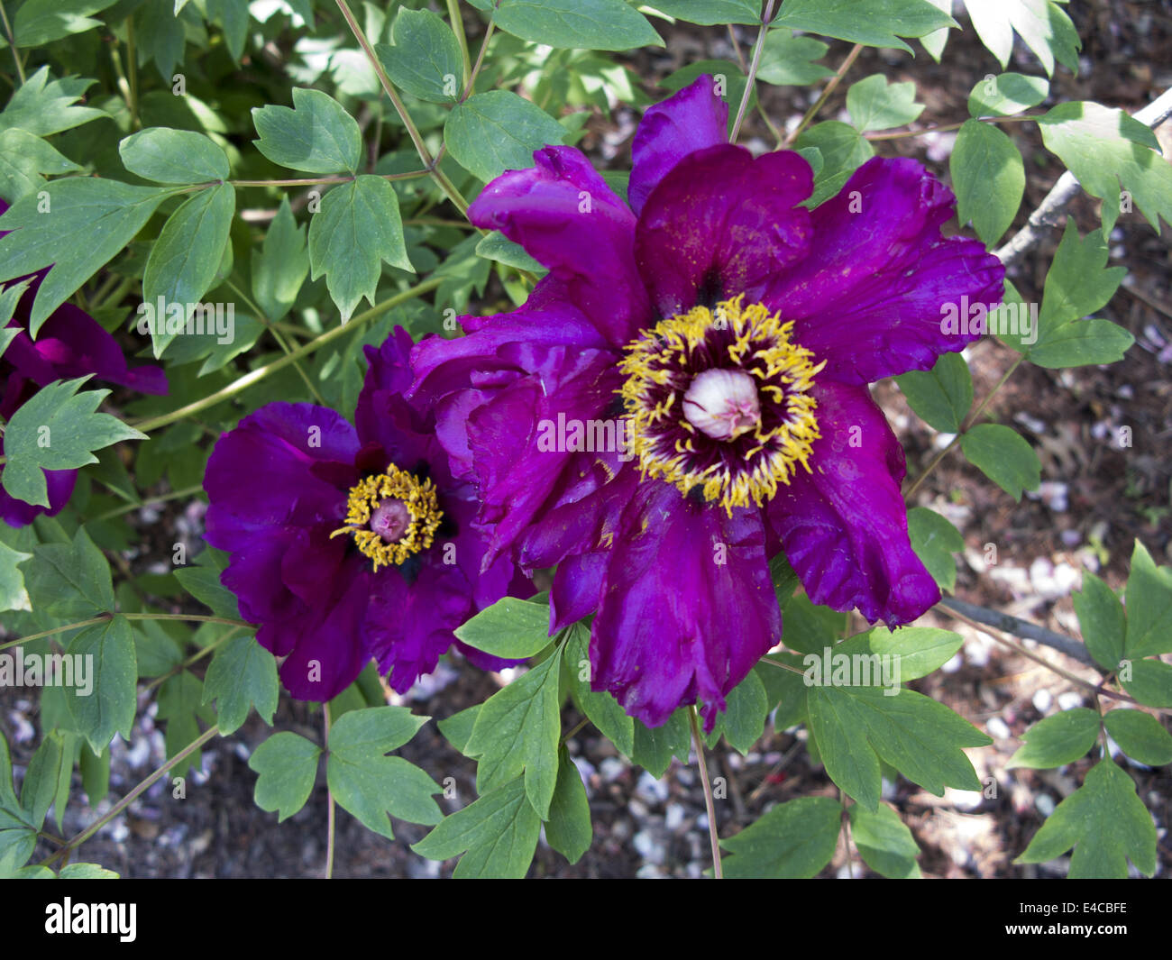 Tree Peonies at the Brooklyn Botanic Garden, native to China, Bhutan ...