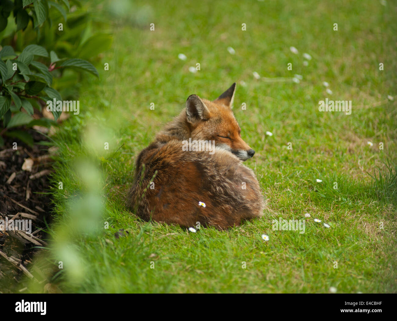 Red fox in suburban London garden lawn Stock Photo - Alamy
