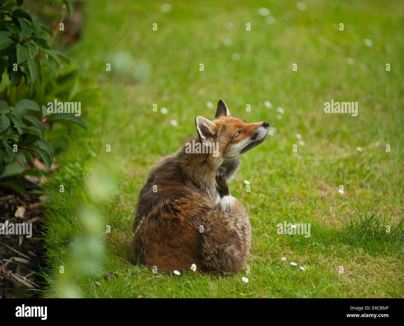 Red fox in suburban London garden lawn Stock Photo - Alamy