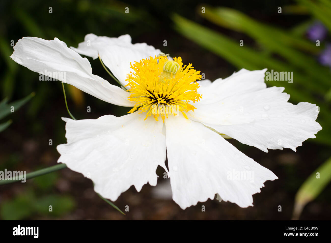 Single rain damp flower of the tree poppy, Romneya coulteri Stock Photo ...
