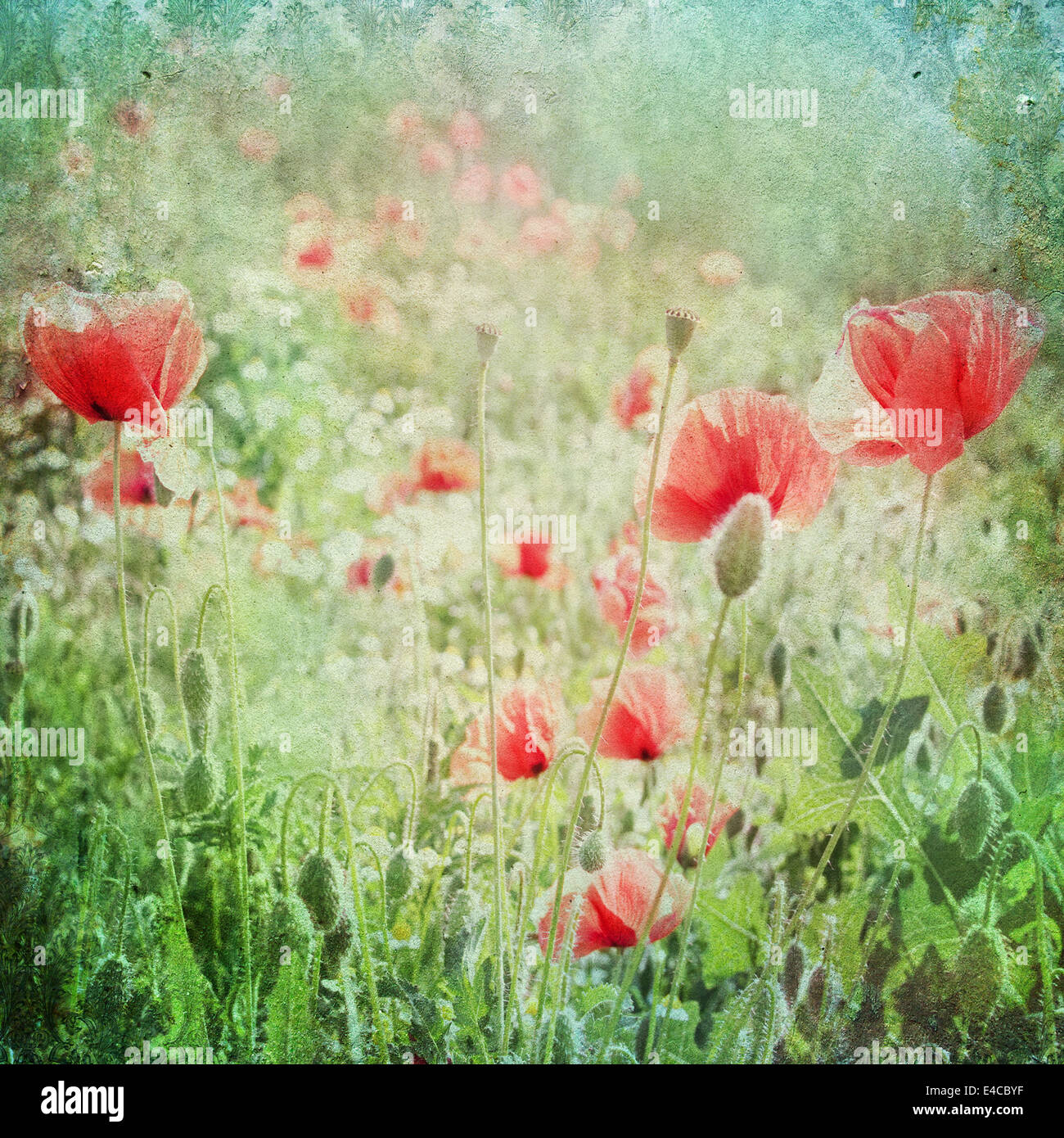 Vintage shabby chic background with red poppy Stock Photo - Alamy